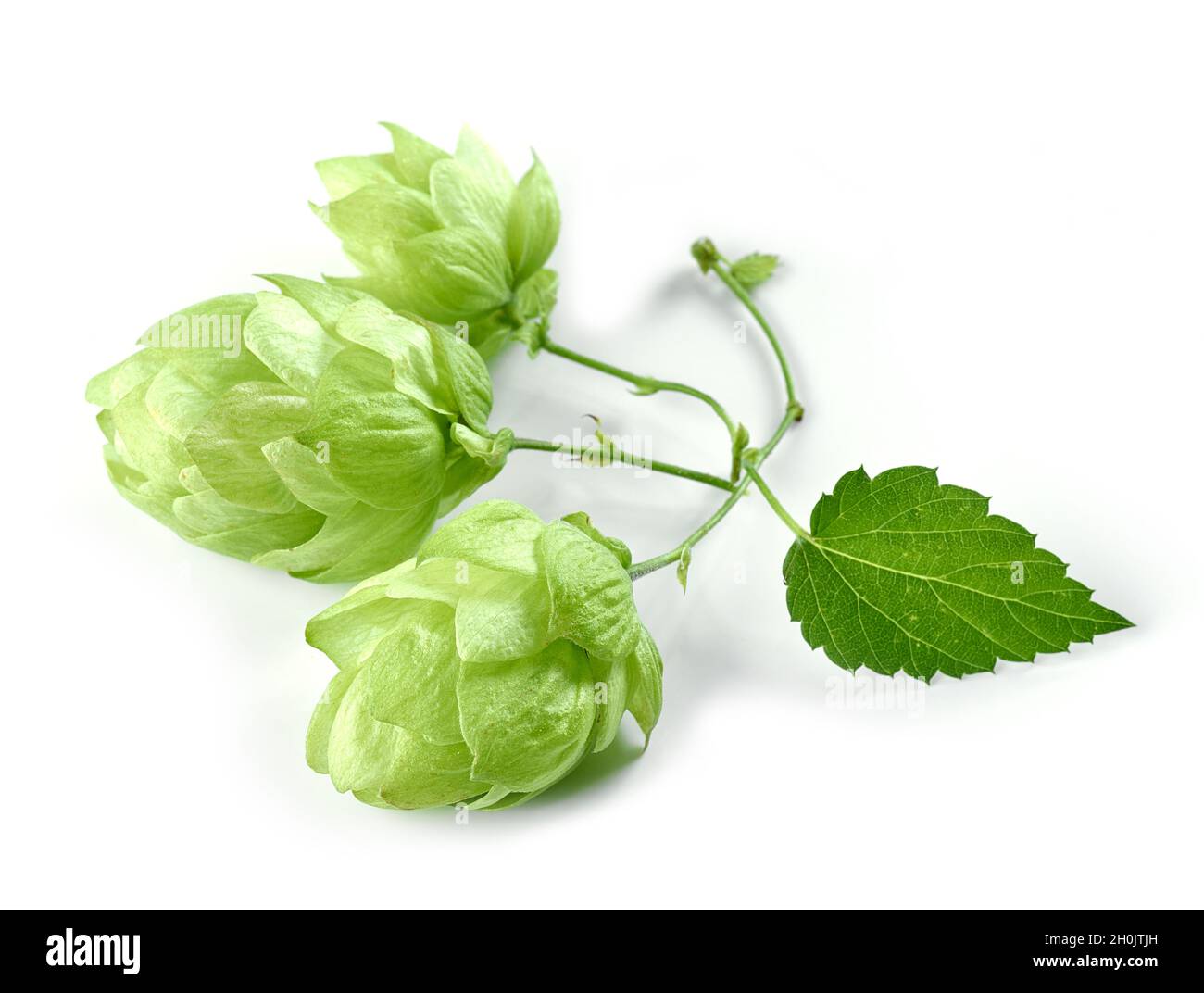 hop plant cones isolated on white background Stock Photo - Alamy