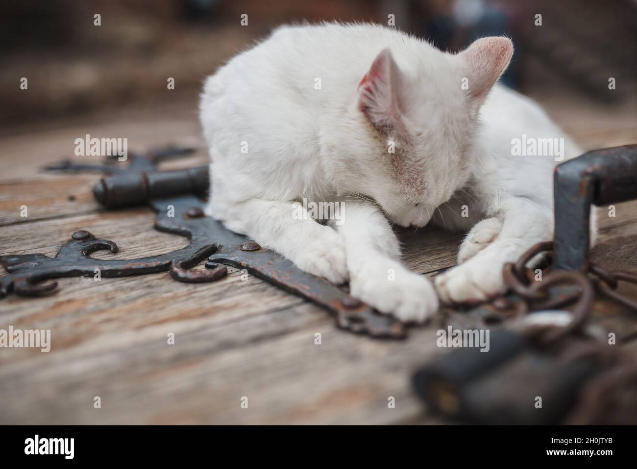 White cat washes on a wooden hatch with wrought iron well hinges Stock ...