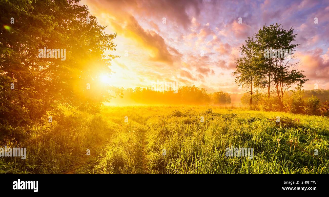 Sunrise on a field covered with grass and trees in spring or early ...