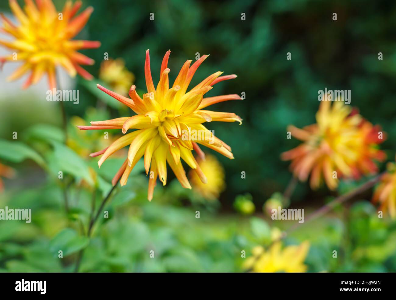 Dahlia karma pink corona hi-res stock photography and images - Alamy