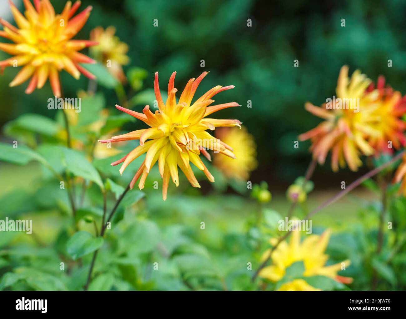 close up of dahlia cactus star karma corona Stock Photo - Alamy