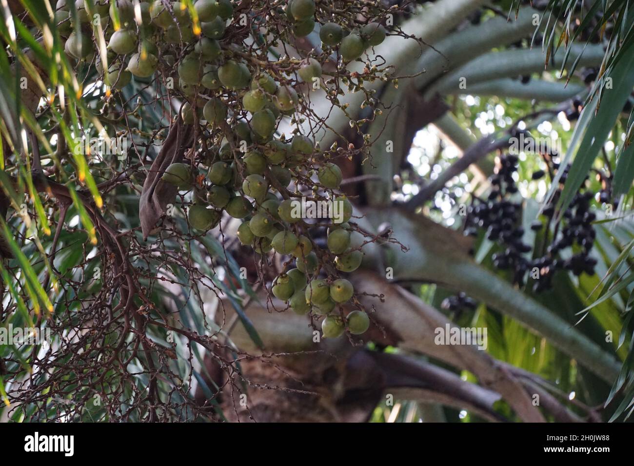 Acai palm tree hi-res stock photography and images - Alamy