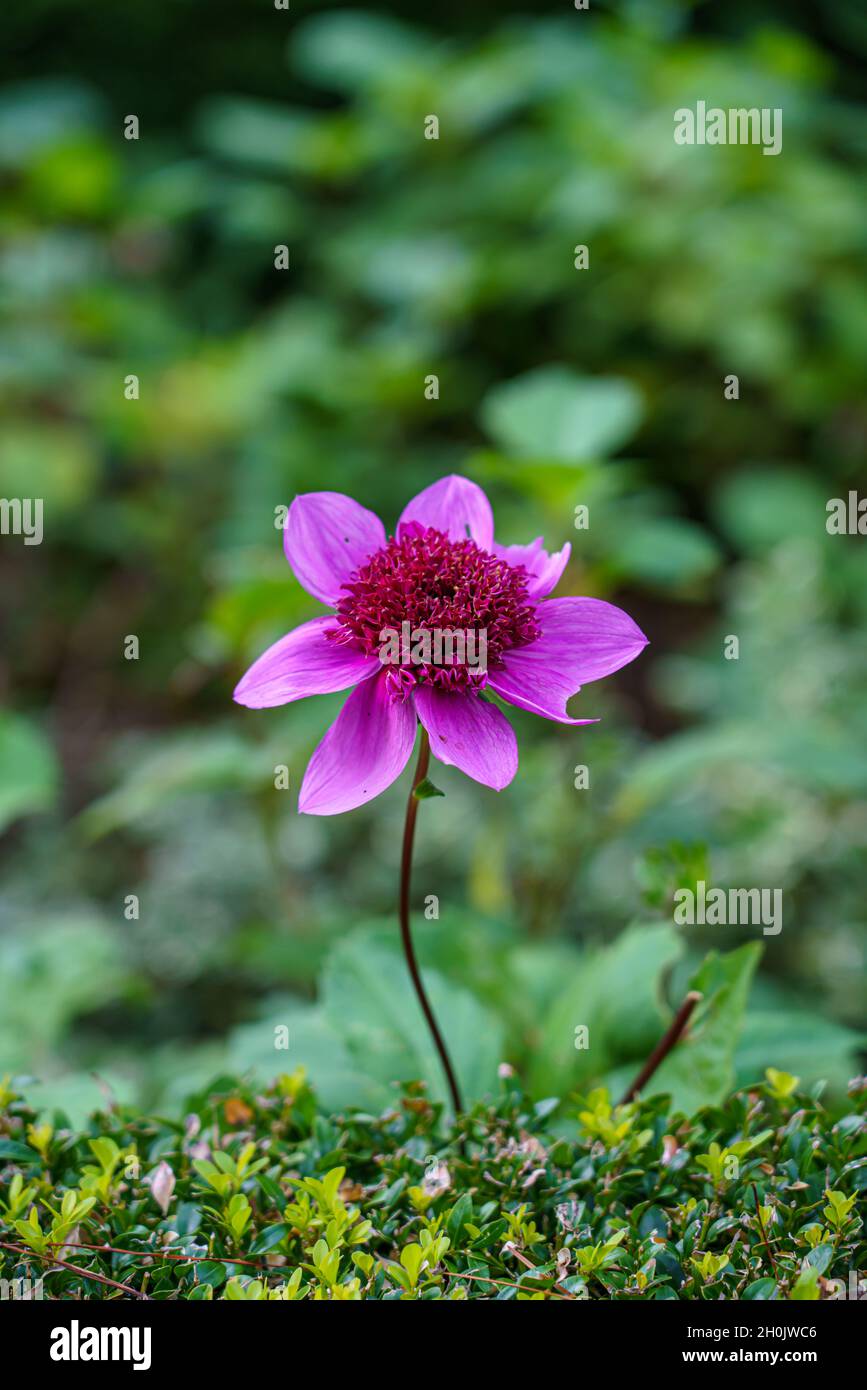 The blue dahlia hi-res stock photography and images - Alamy