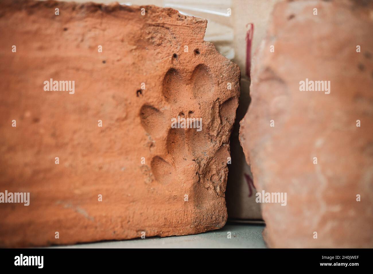 Antique brick from an archaeological expedition with a trace of a dog ...