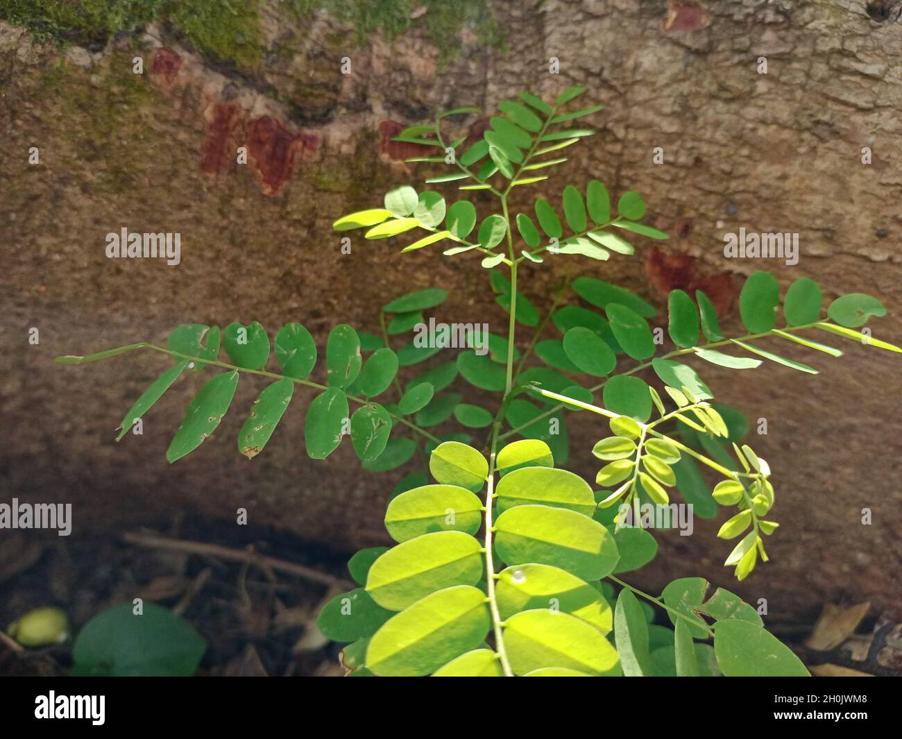 Saga seeds hi-res stock photography and images - Alamy