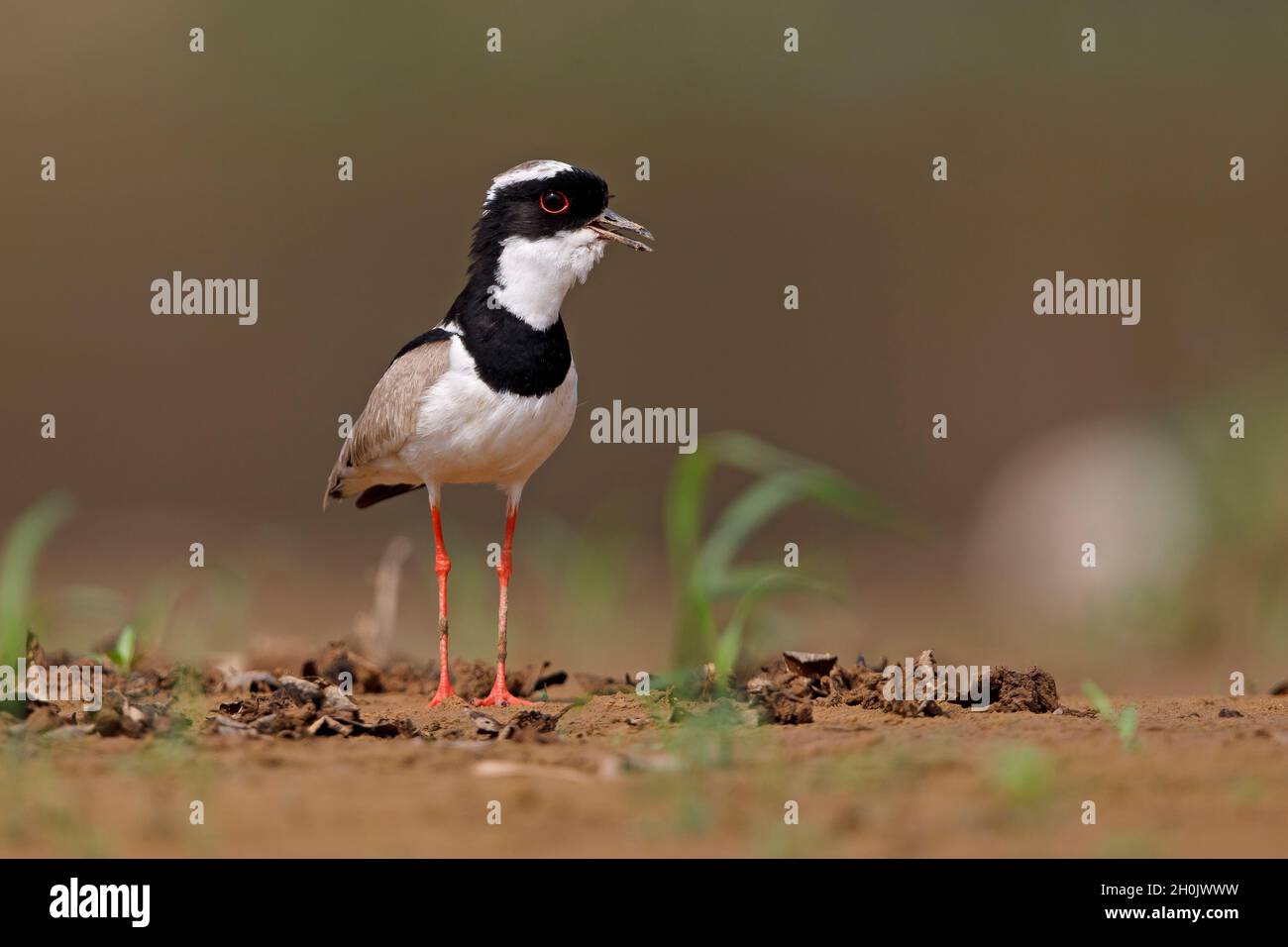 Pied lapwing, Rio Cuiabà, Porto Jofrè, MT, Brazil, October 2017 Stock ...