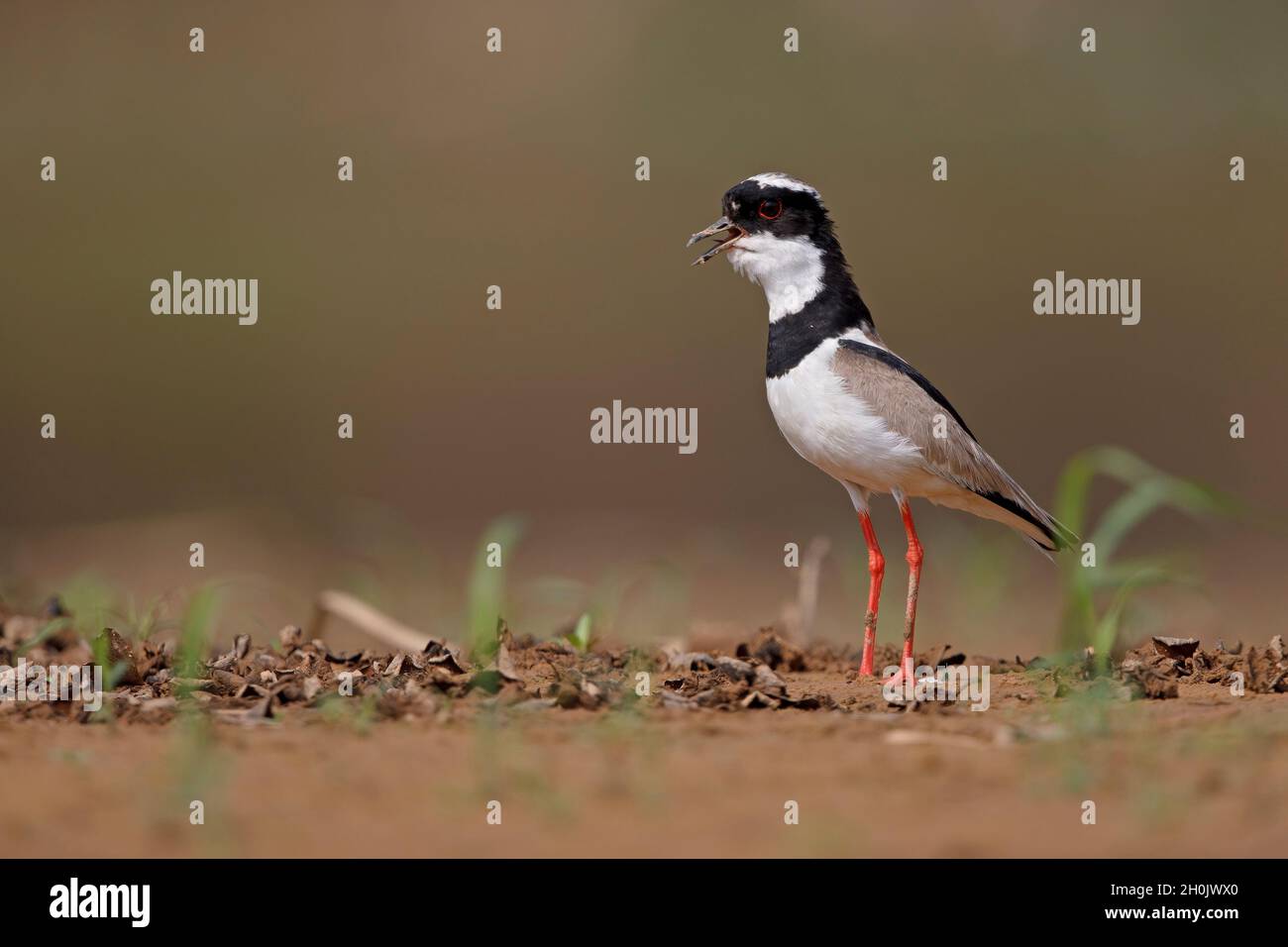 Pied lapwing, Rio Cuiabà, Porto Jofrè, MT, Brazil, October 2017 Stock ...