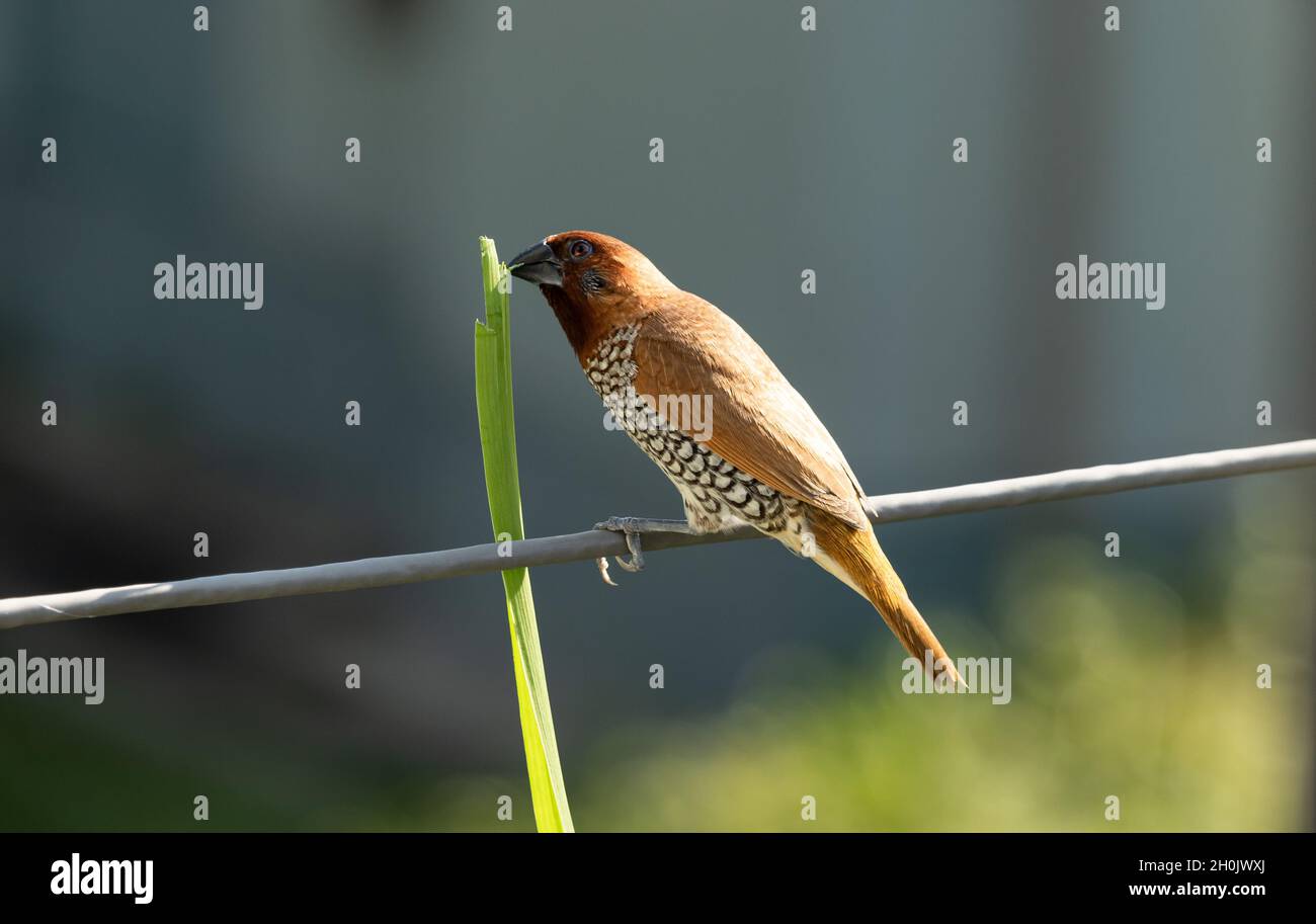 Scaly breasted munia bird sitting on a cable with a grass holding in ...