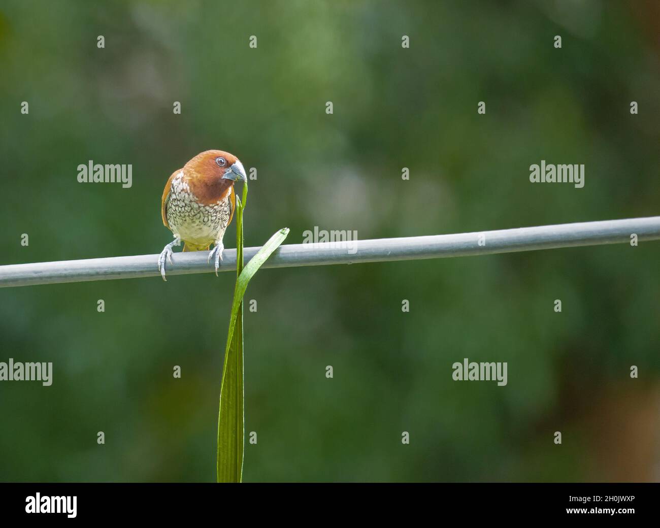 Scaly breasted munia bird sitting on a cable with a grass holding in ...