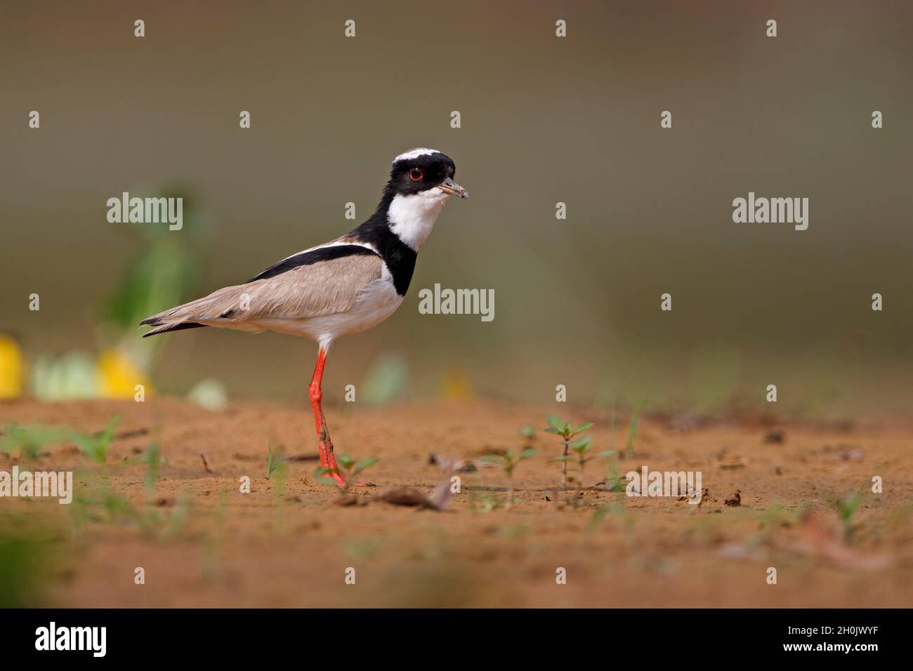 Pied lapwing, Rio Cuiabà, Porto Jofrè, MT, Brazil, October 2017 Stock ...