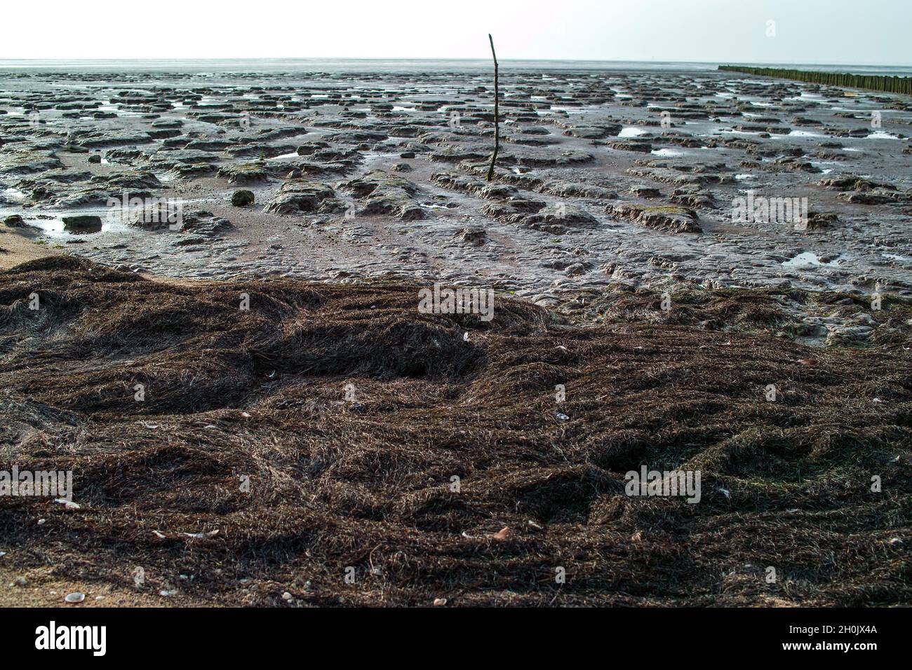 Bladder wrack, Bladderwrack, Black tang, Rockweed, Bladder fucus, Sea ...