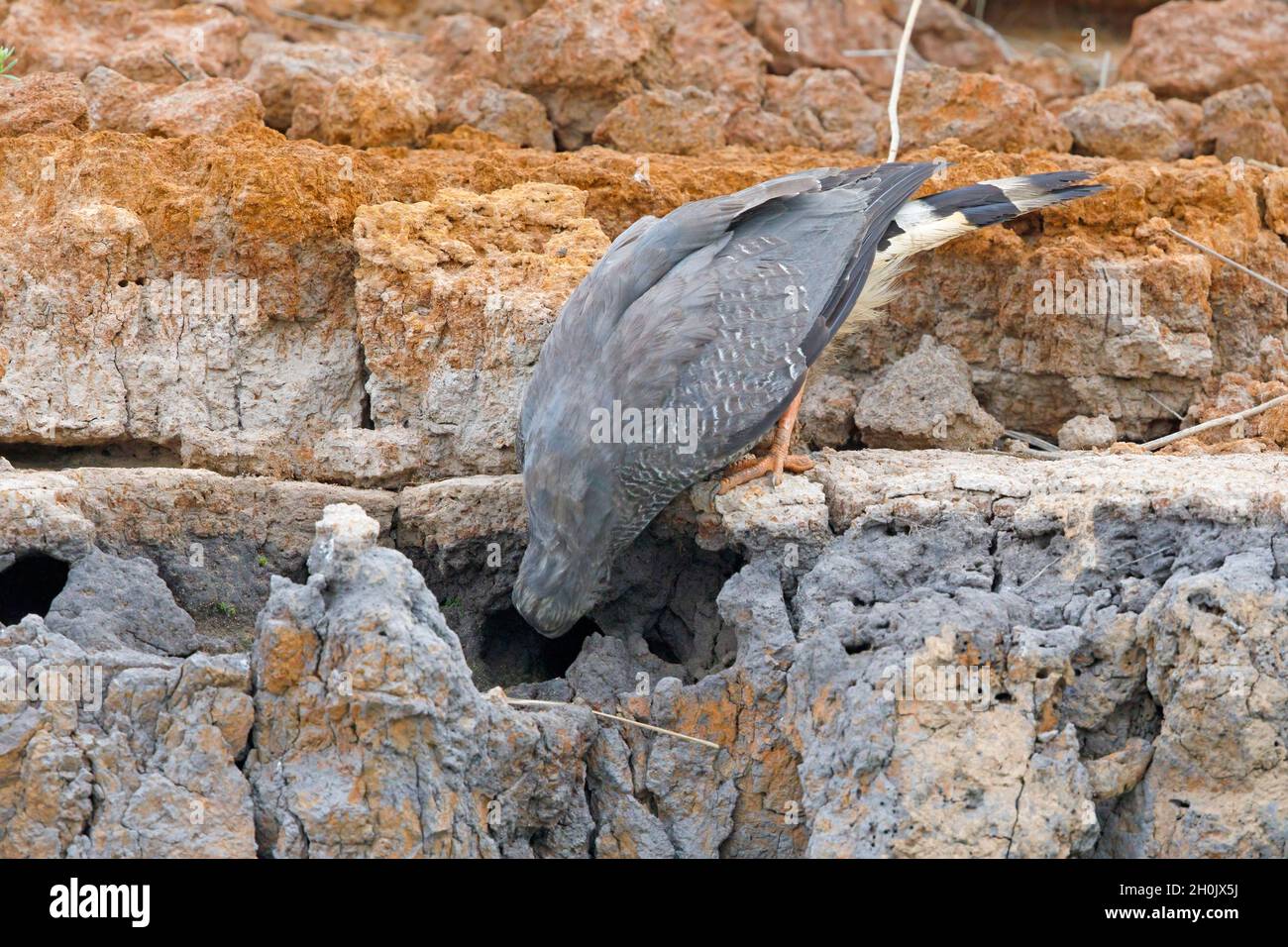 Geranospiza coerulescens hi-res stock photography and images - Alamy