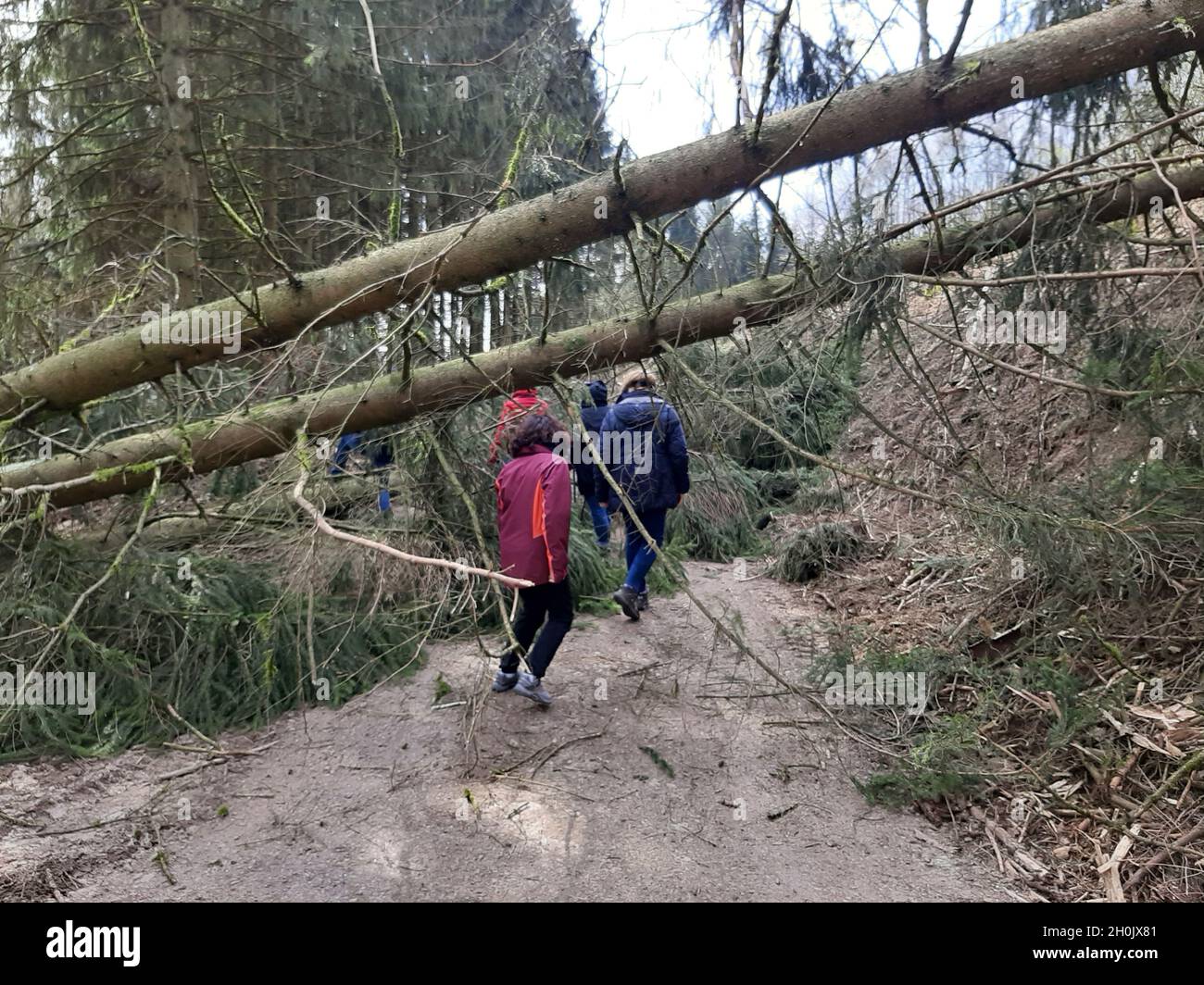 hiking group in case of dangerous crossing under felled spruce over a ...
