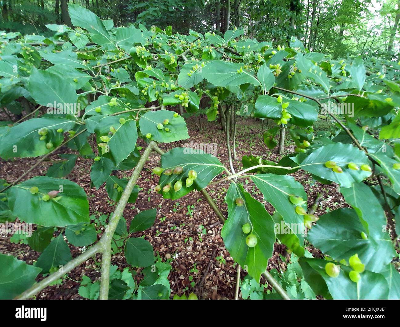 beech leaf gall midge, beech pouch-gall midge (Mikiola fagi), galls on ...