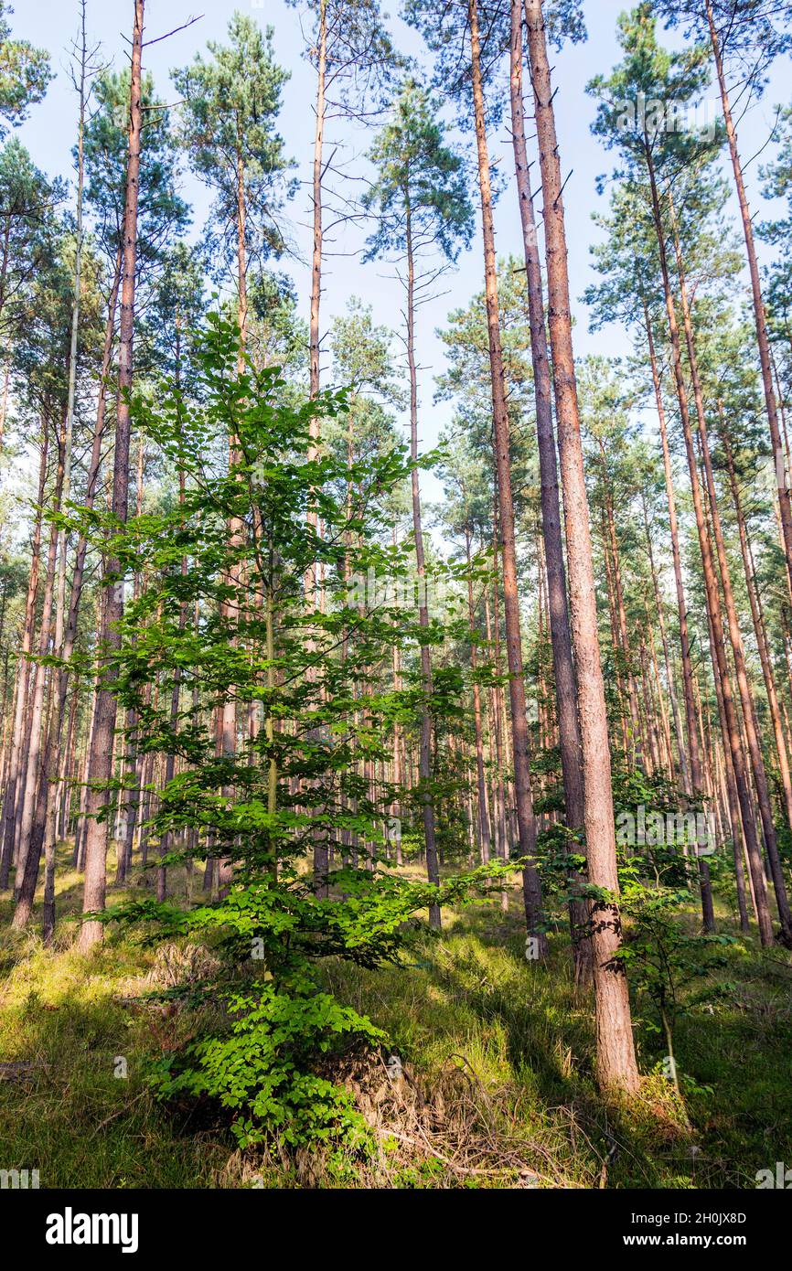common beech (Fagus sylvatica), Young beech at the edge of a pine ...