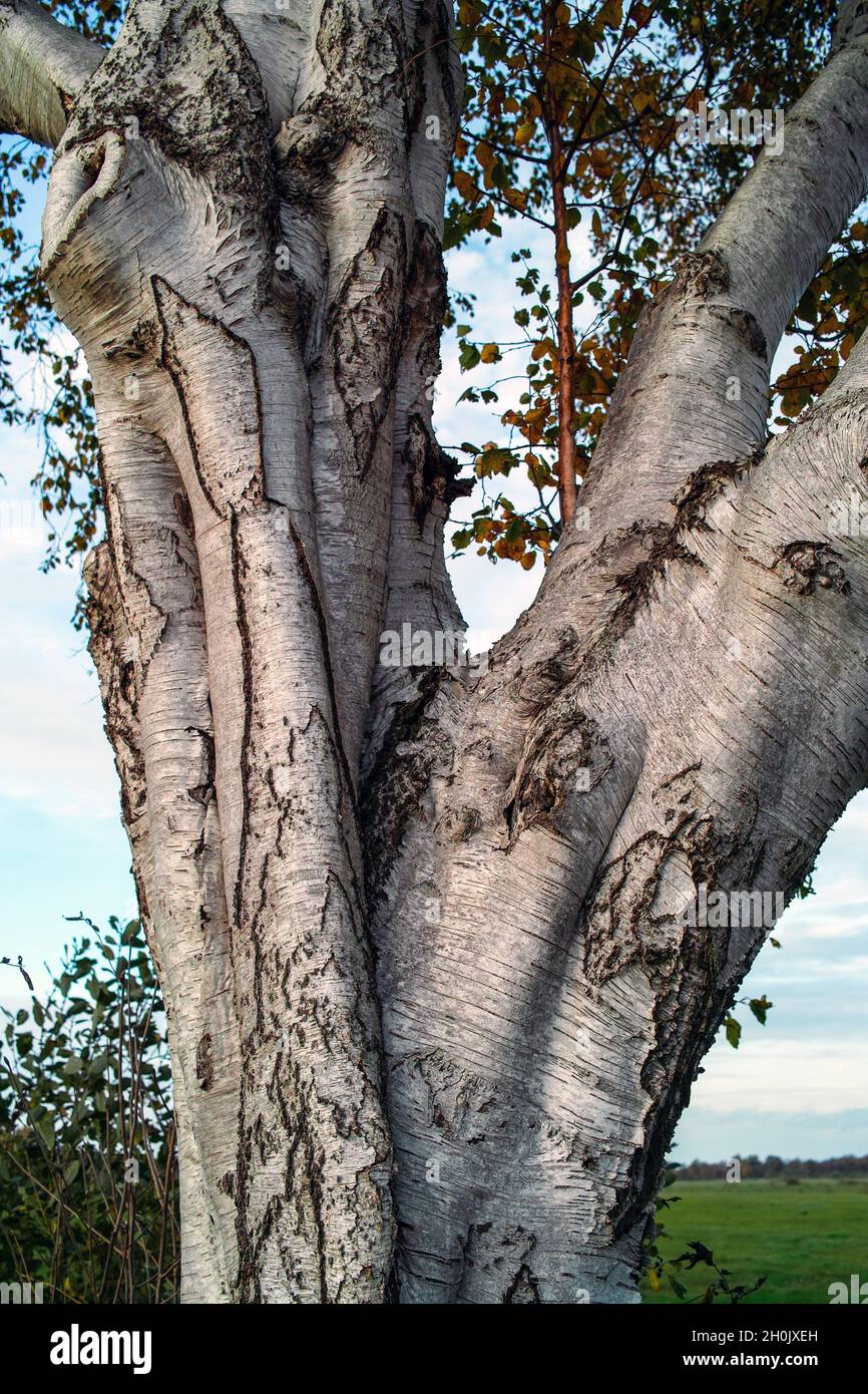 Downy birch betula pubescens bark hi-res stock photography and images ...