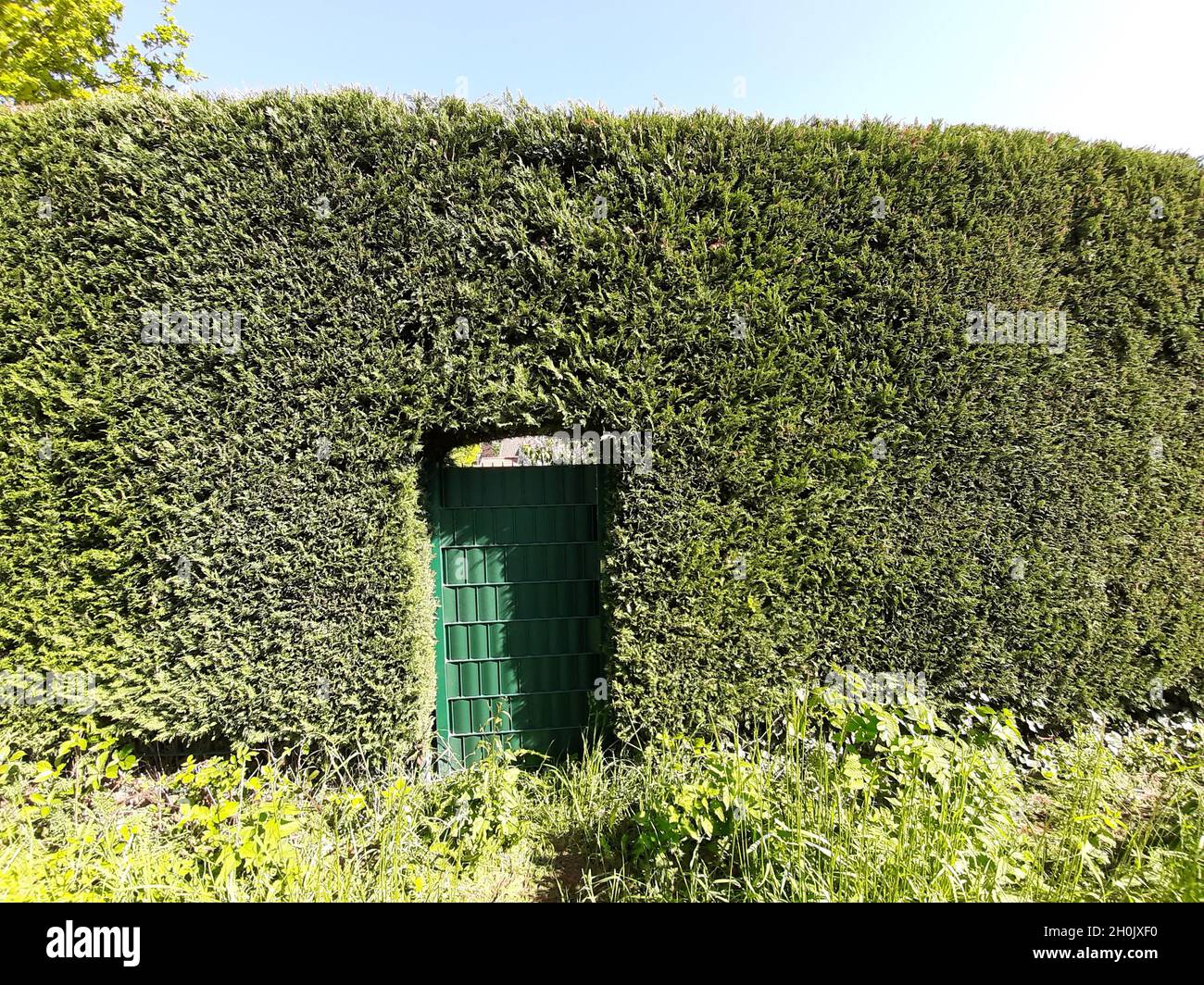 Evergreen hedge with entrance garden door Stock Photo - Alamy