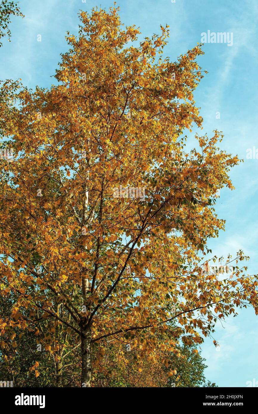 common birch, silver birch, European white birch, white birch (Betula ...