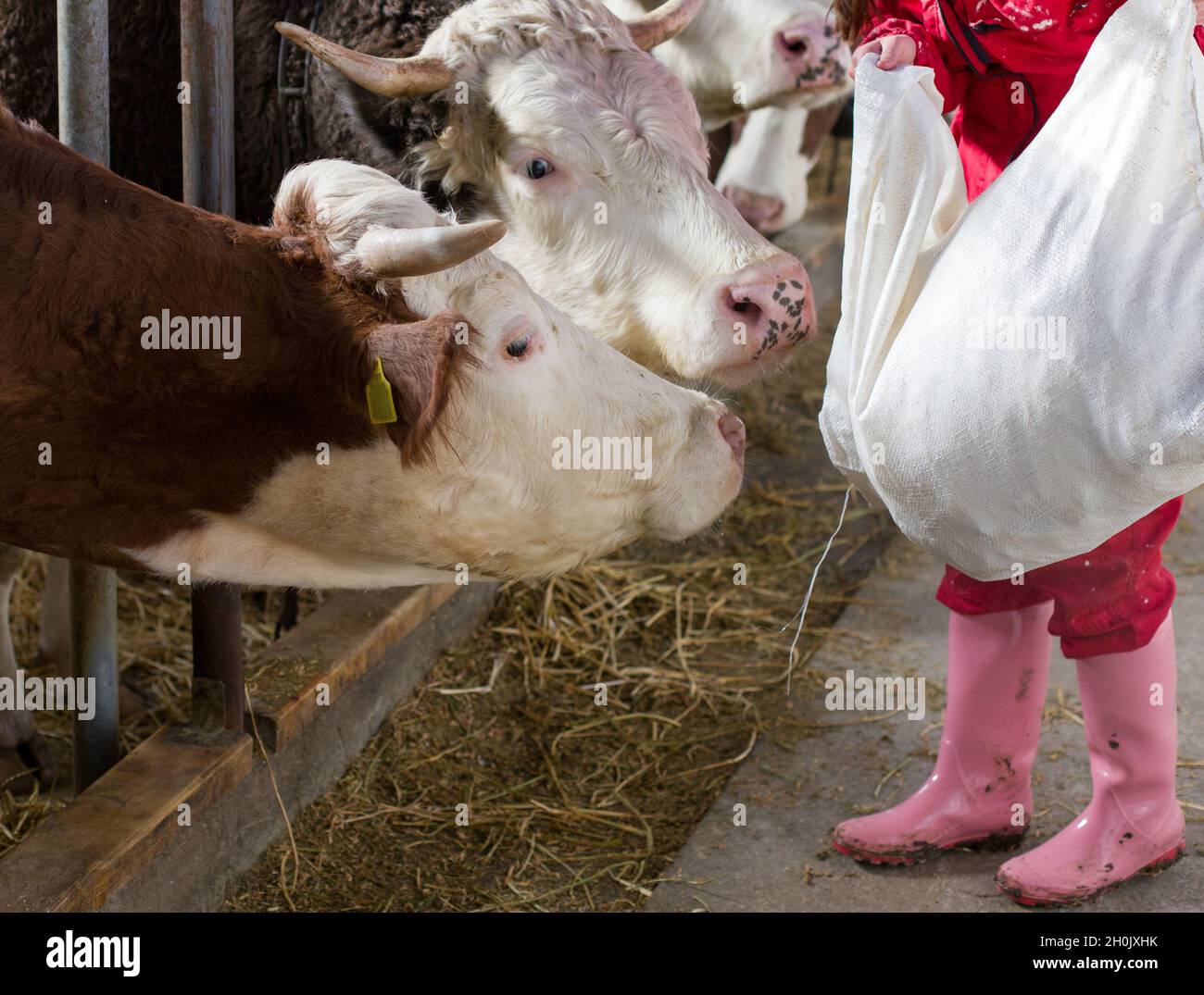 Cows feed sack hi-res stock photography and images - Alamy