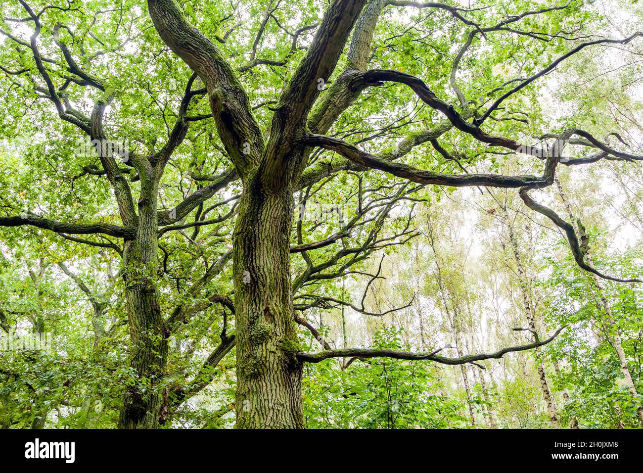 common oak, pedunculate oak, English oak (Quercus robur. Quercus ...