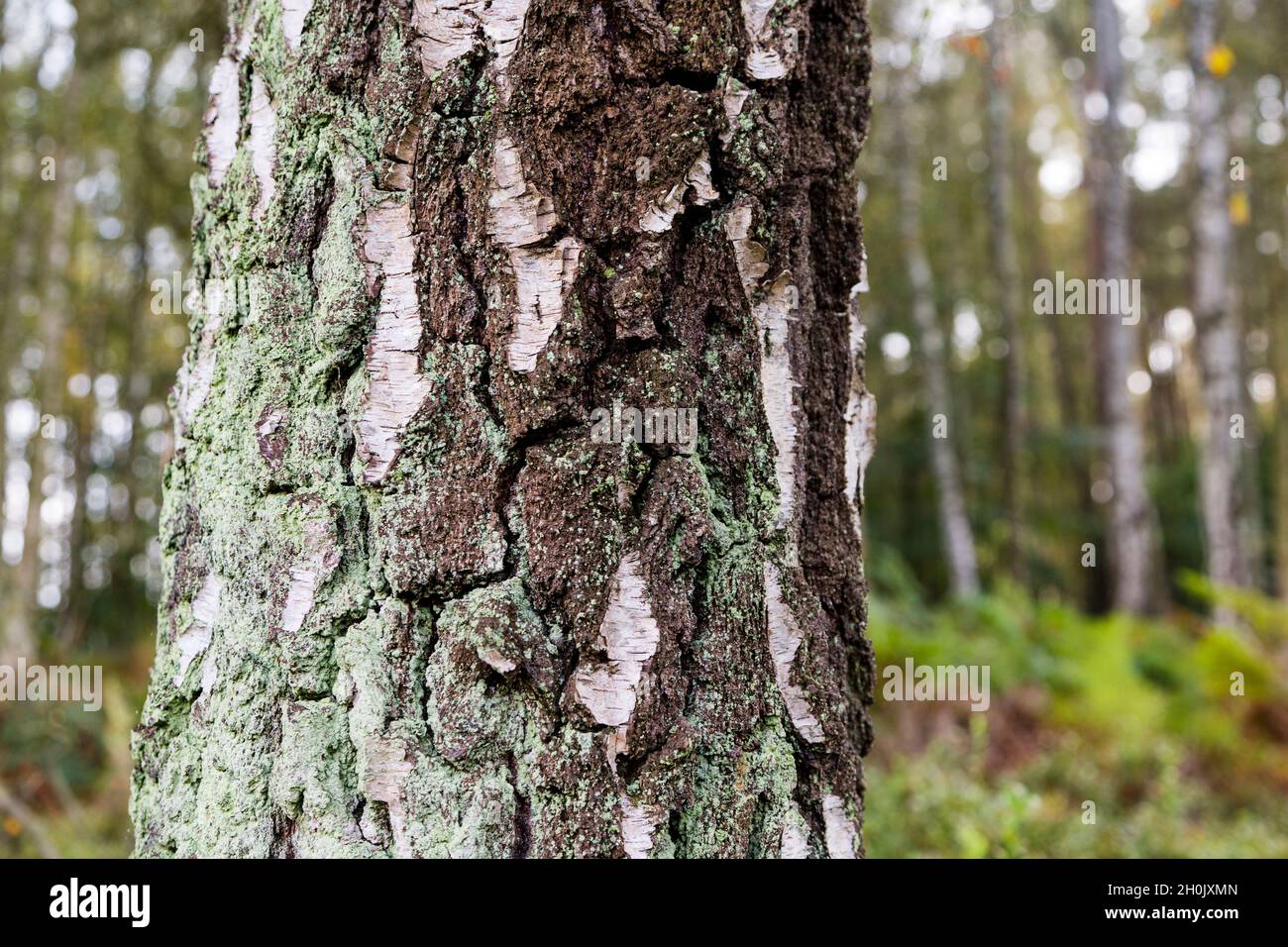 common birch, silver birch, European white birch, white birch (Betula ...