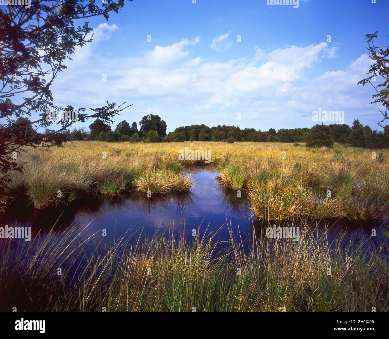 common rush, soft rush, bog rush (Juncus effusus), Moor pond with ...