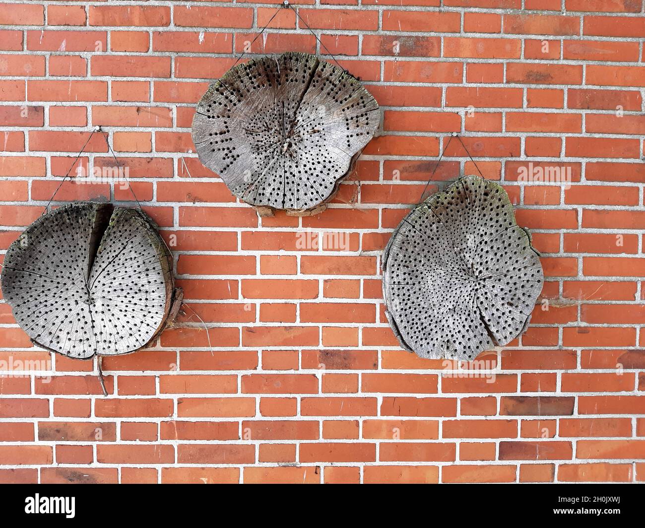 Insect hotel wall hi-res stock photography and images - Alamy