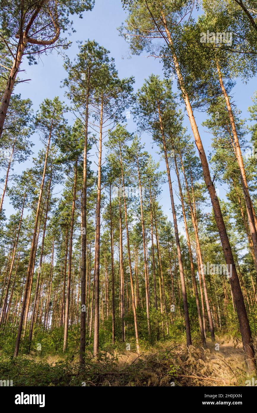 Scotch pine, Scots pine (Pinus sylvestris), Pine forest at the Mueritz ...