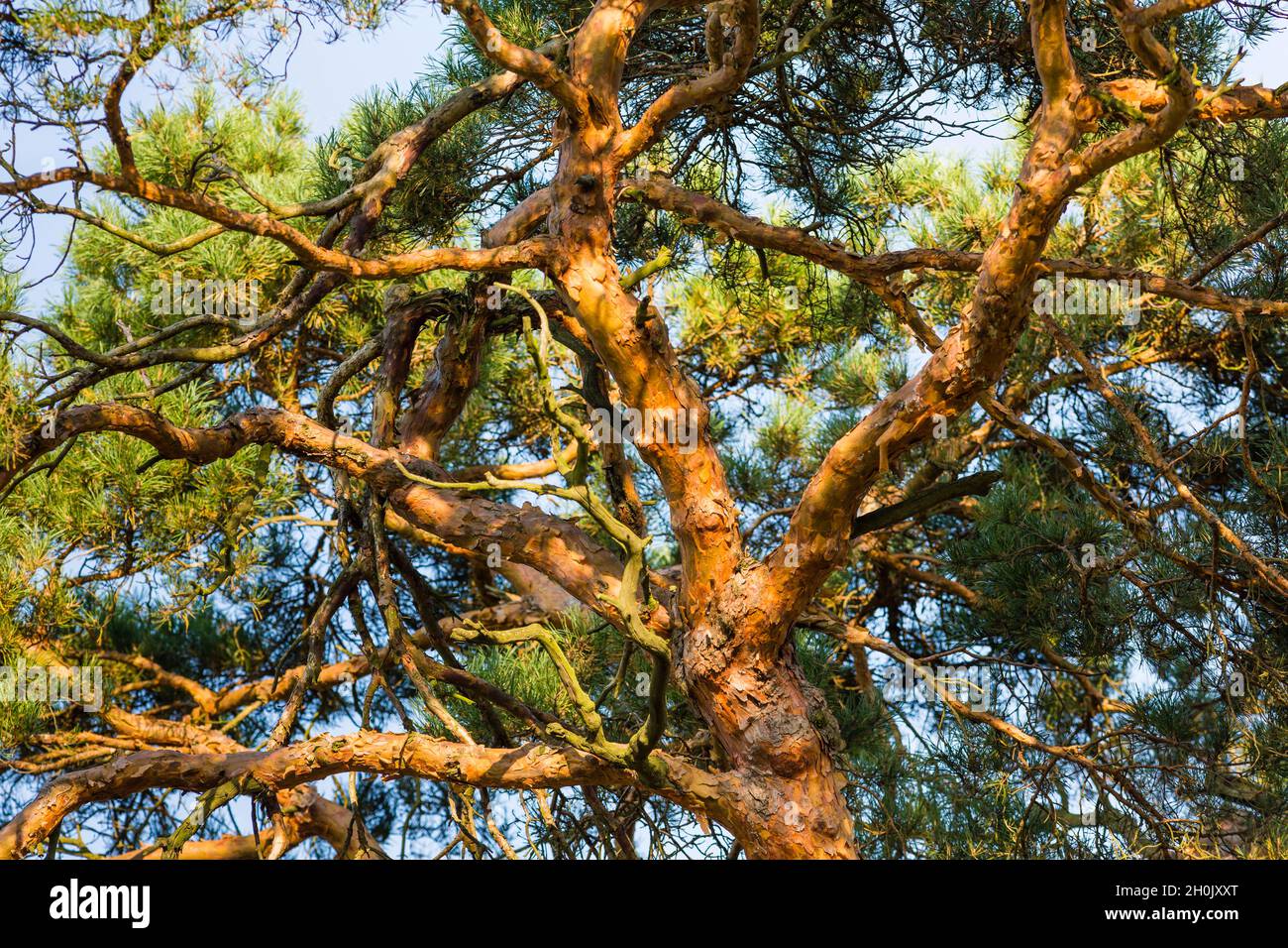 Scotch pine, Scots pine (Pinus sylvestris), gnarled branched trunk in ...