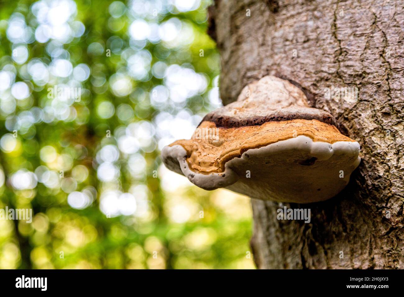Red Banded Polypore, Red-banded Polypore, Red belted Bracket, Red ...