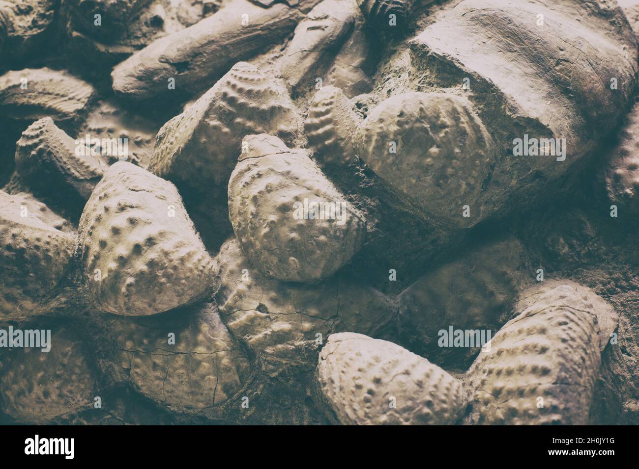 Close up of prehistoric extinct animals in stone. Fossils background ...
