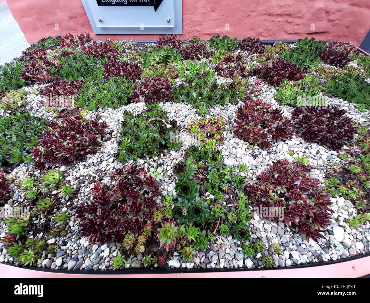 house-leek, houseleek (Sempervivum sepc.), waste container planted with ...