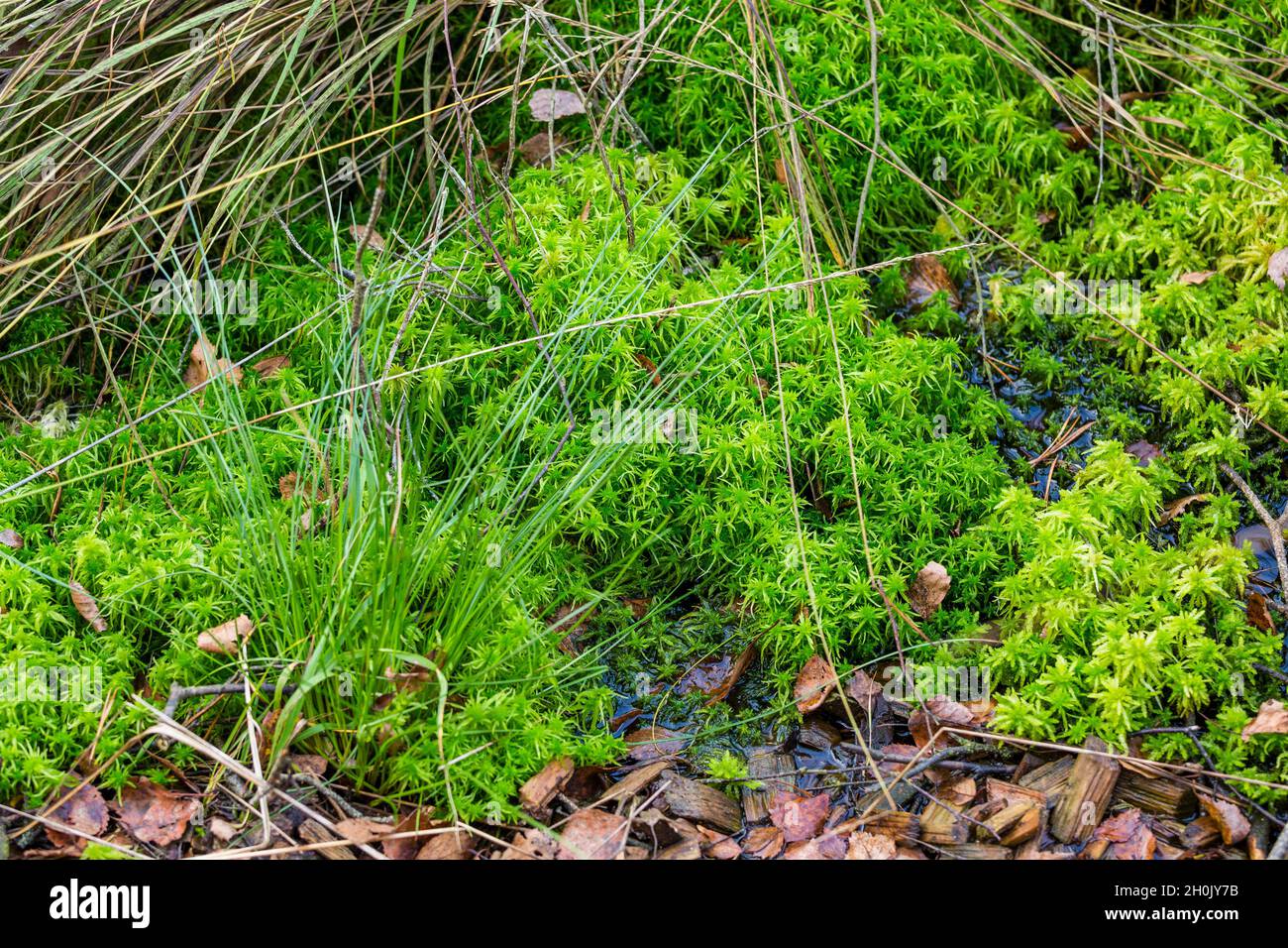 Sphagnum moss (Sphagnum spec.), Sphagnum moss and grass at the edge of ...
