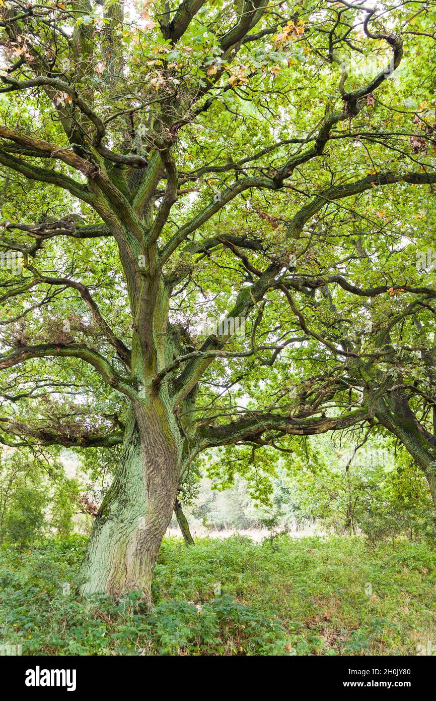 common oak, pedunculate oak, English oak (Quercus robur. Quercus ...