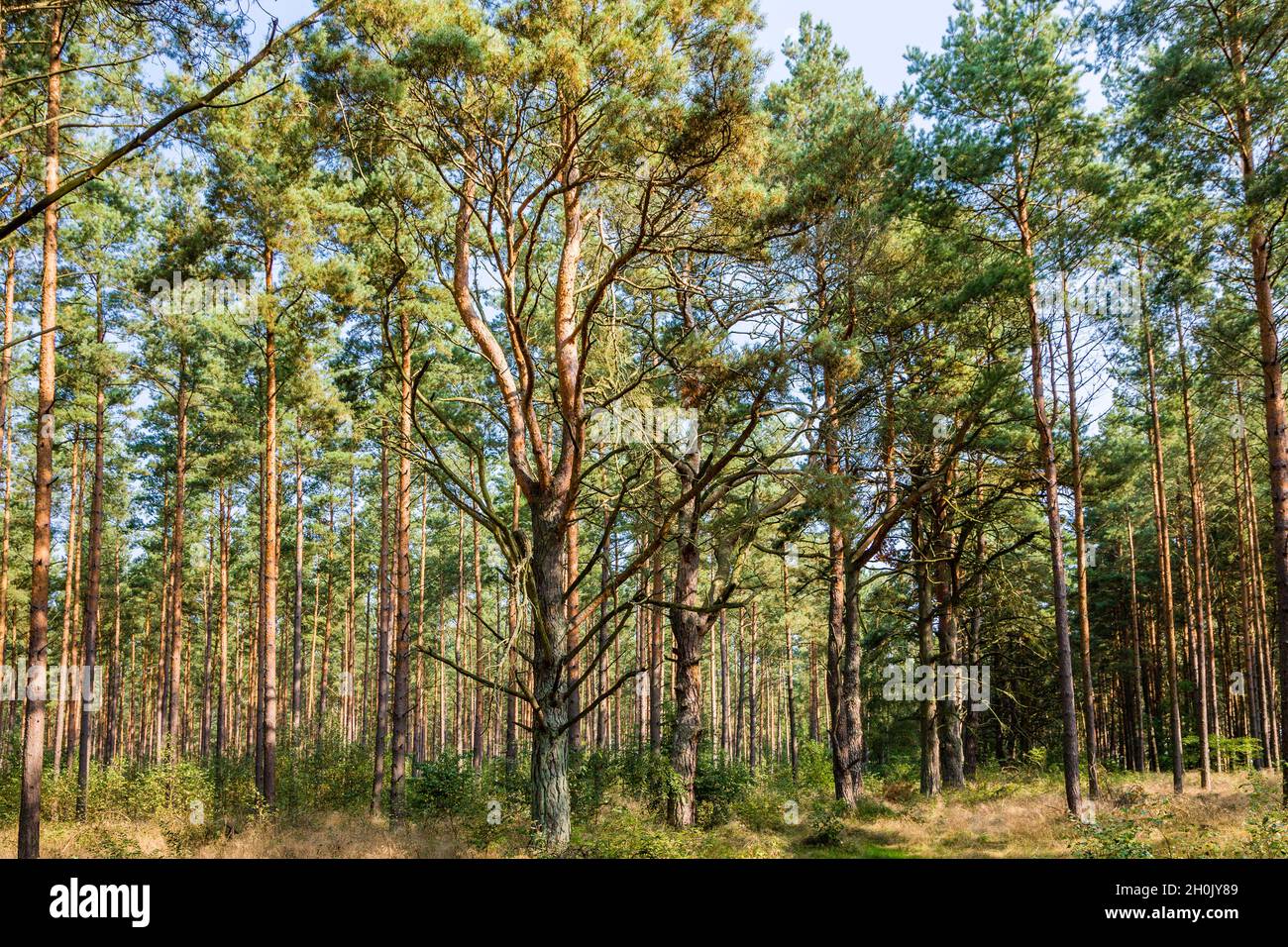 Scotch pine, Scots pine (Pinus sylvestris), Pine forest at the Mueritz ...