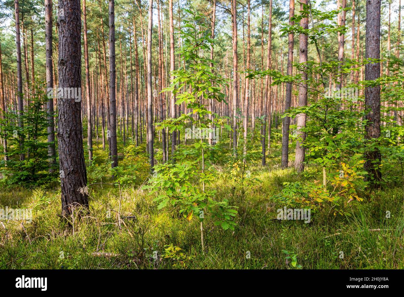 common oak, pedunculate oak, English oak (Quercus robur. Quercus ...
