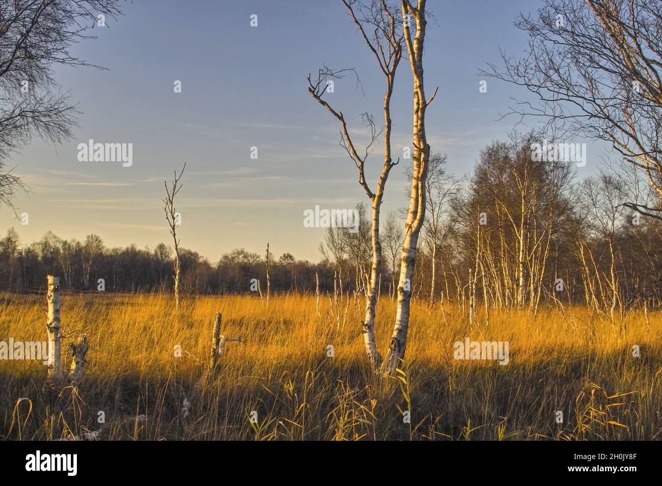 common birch, silver birch, European white birch, white birch (Betula ...