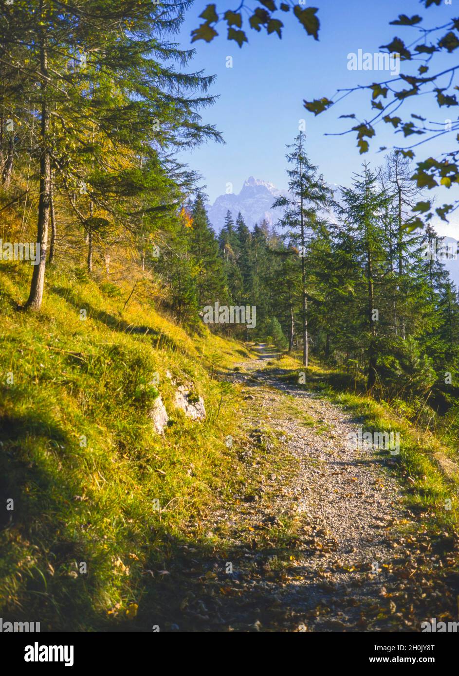 Hiking path through an alpine forest of the Bavarian Karwendel ...