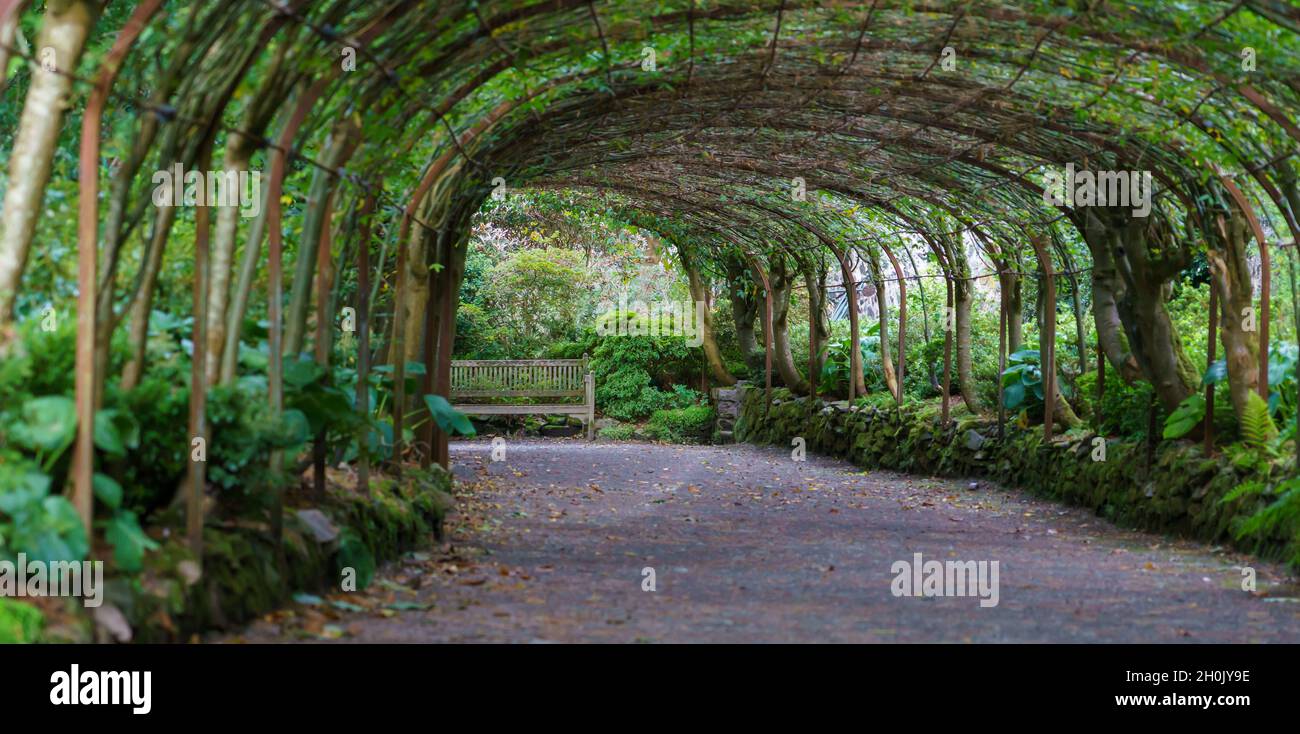Laburnum arch hi-res stock photography and images - Alamy