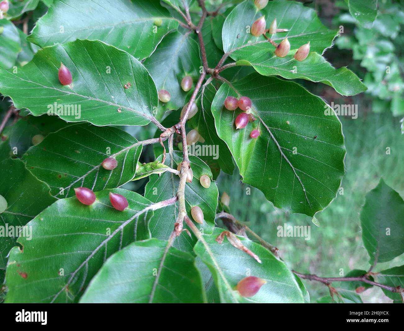 Beech leaf gall midge beech hi-res stock photography and images - Alamy