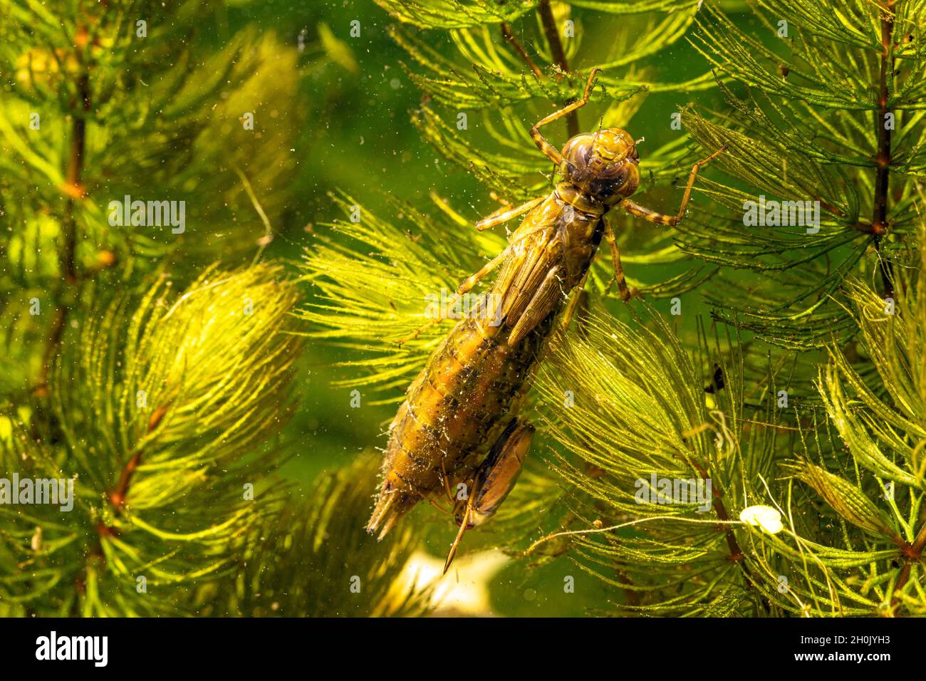 emperor dragonfly (Anax imperator), larva of a dragonfly, Germany ...