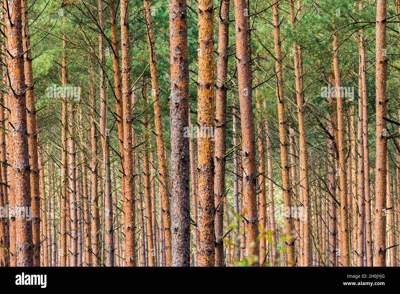 Scotch pine, Scots pine (Pinus sylvestris), Dense pine forest at the ...