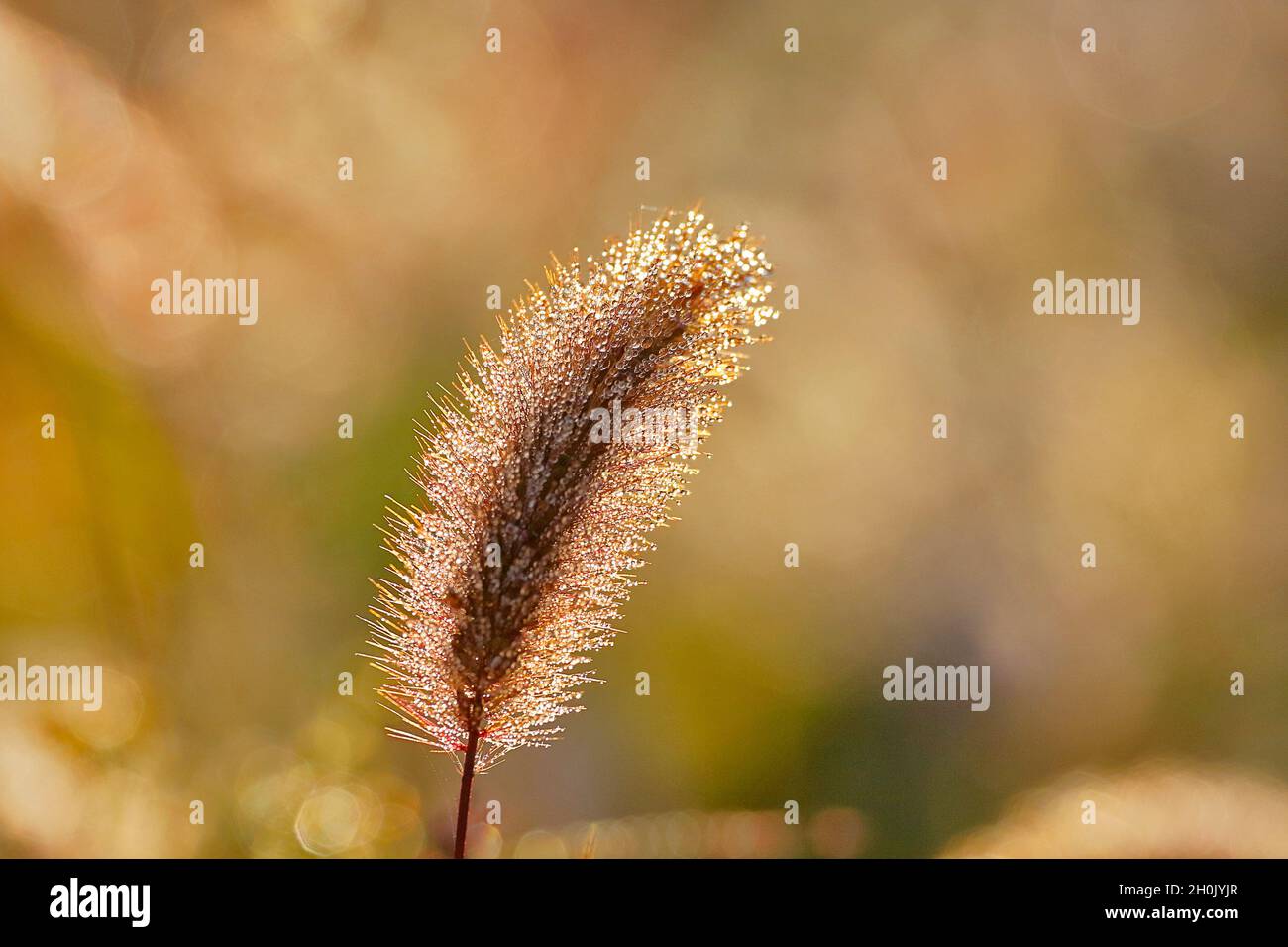 Foxtails plant hi-res stock photography and images - Alamy