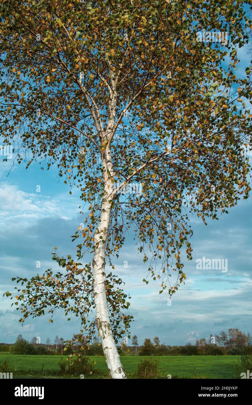 common birch, silver birch, European white birch, white birch (Betula ...