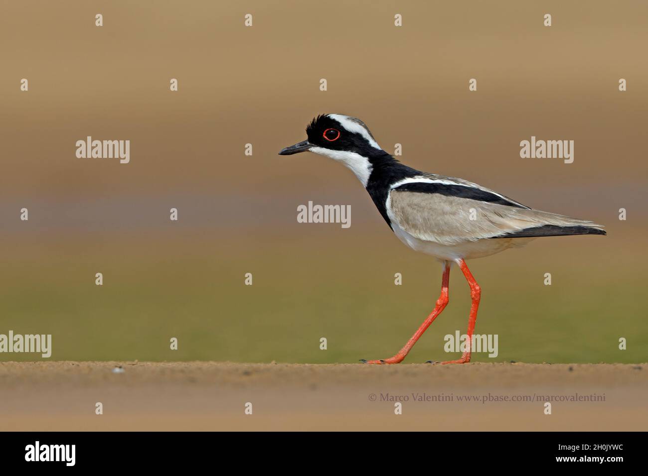 Pied lapwing, Rio Cuiabà, Porto Jofrè, MT, Brazil, October 2017 Stock ...