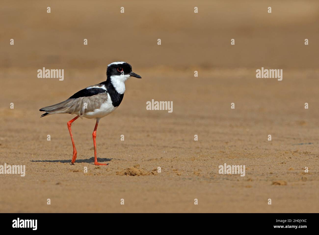 Pied lapwing hi-res stock photography and images - Alamy
