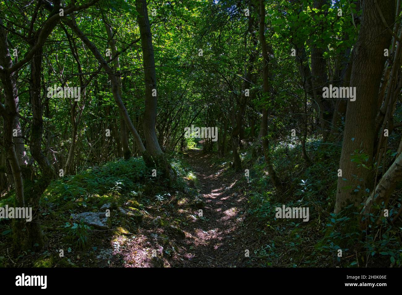 Dark shaded footpath leads down a steep hillside between tall trees in ...