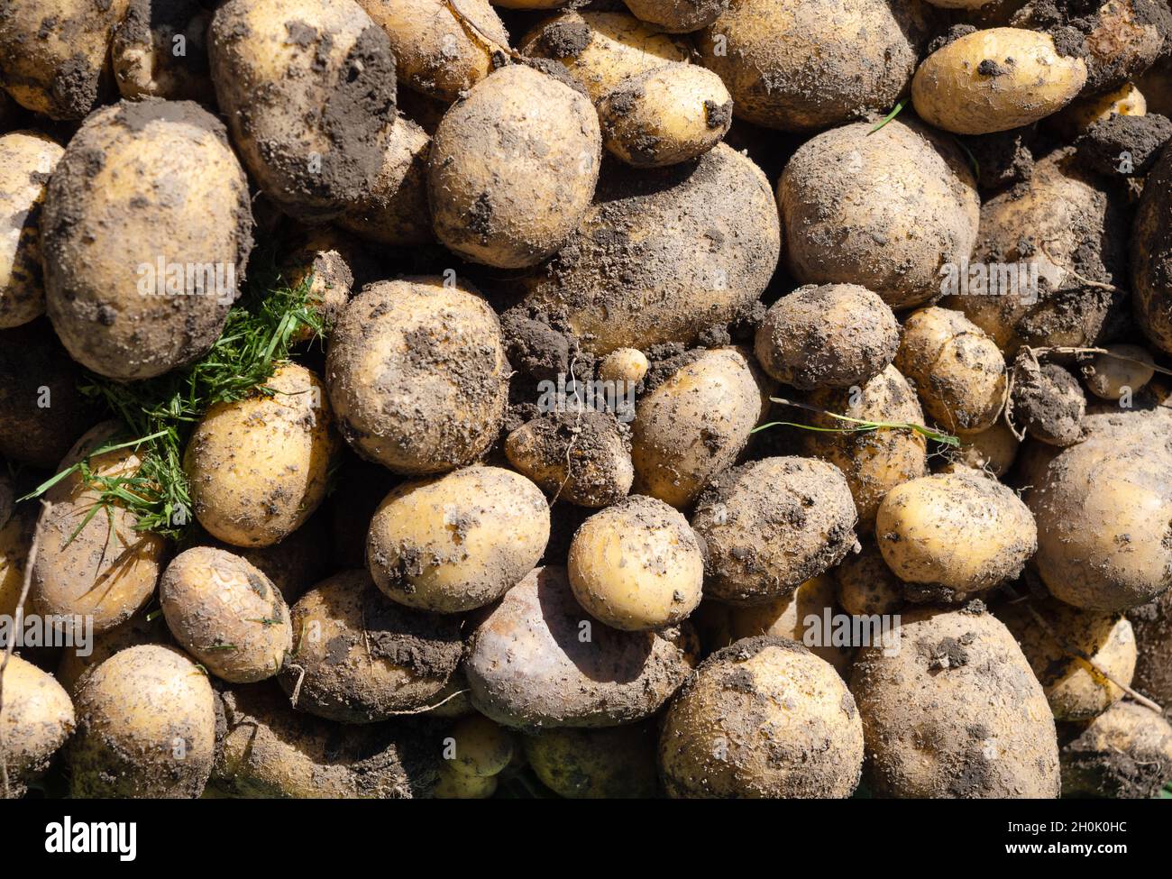 Pile of dirty newly harvested potatoes - Solanum tuberosum. Full frame. Harvesting potato roots ...