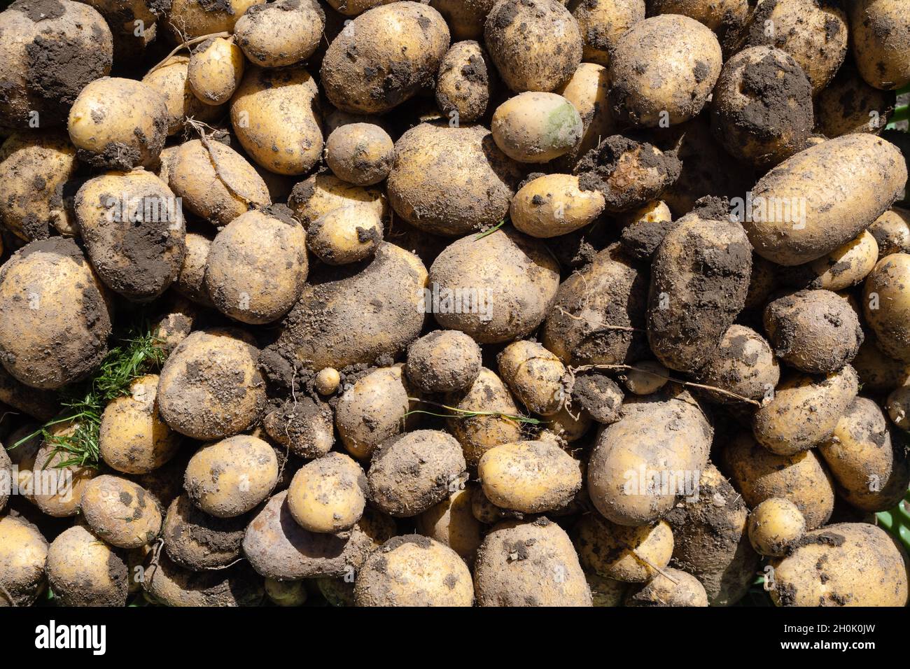 Pile of dirty newly harvested potatoes - Solanum tuberosum. Full frame. Harvesting potato roots ...