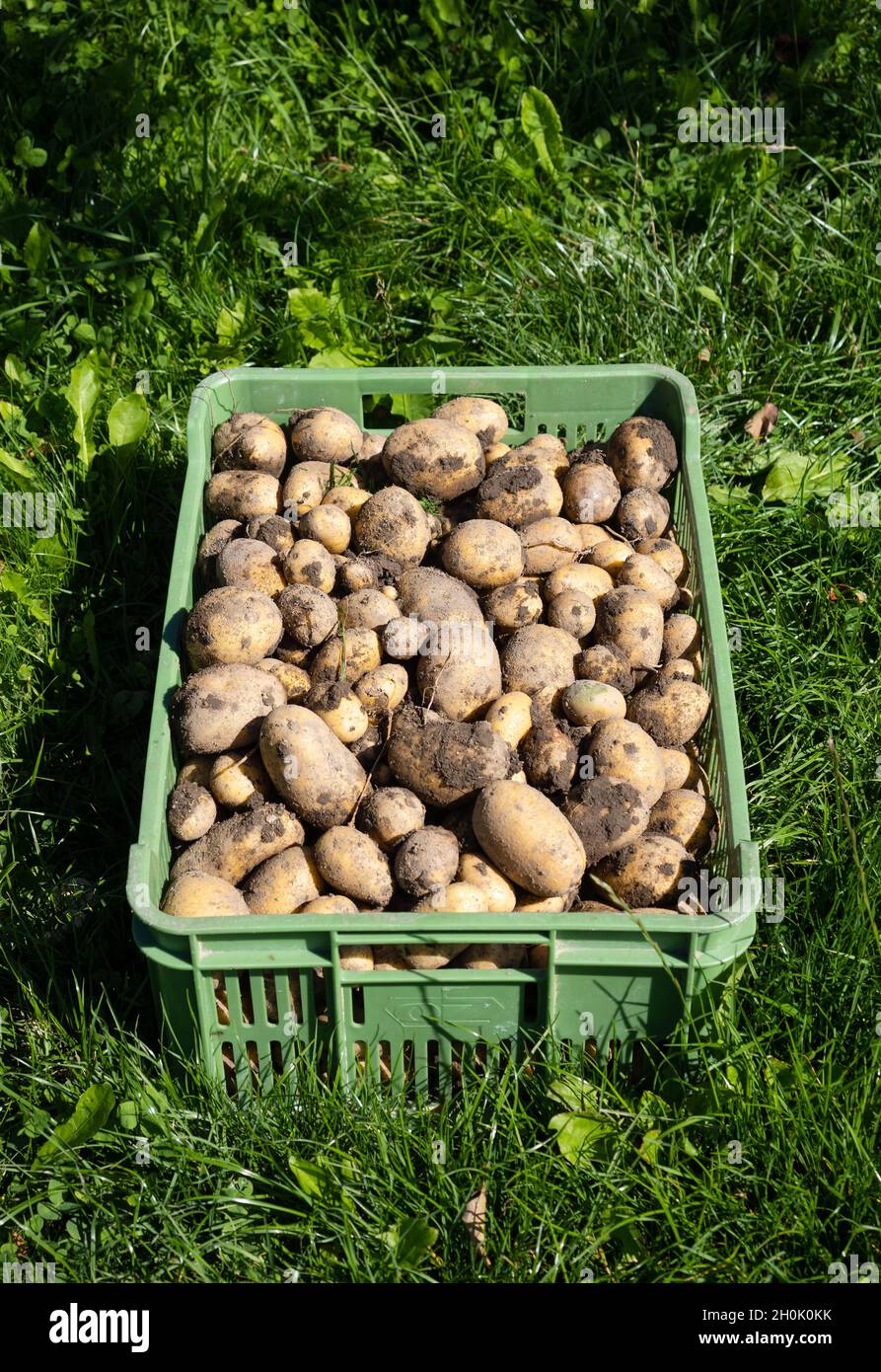 Pile of dirty newly harvested potatoes - Solanum tuberosum in plastic box on grass. Harvesting ...